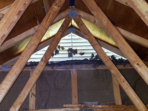 Virginia Bat Removal | Blue Ridge Wildlife & Pest Management