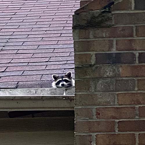 Virginia Raccoon Removal | Blue Ridge Wildlife Removal
